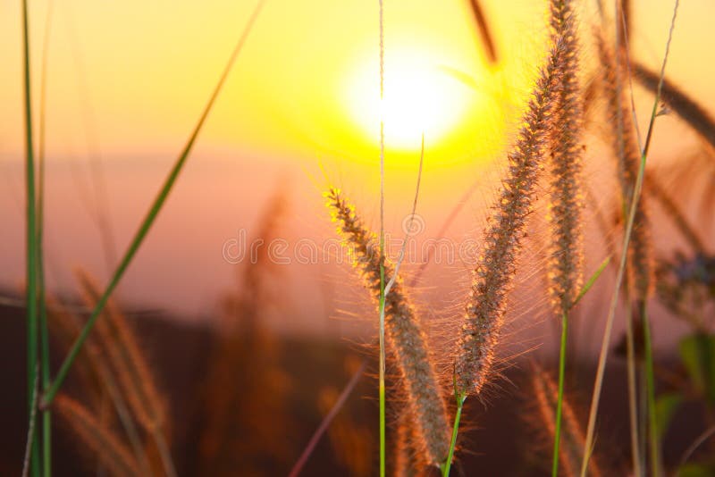 Reeds Flower in the Wind Green Leaf Natural Stock Photo - Image of ...