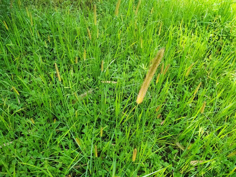 Reeds Flower in the Wind Green Leaf Natural Stock Photo - Image of ...
