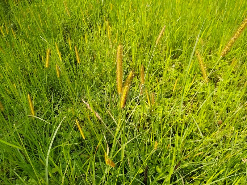 Reeds Flower in the Wind Green Leaf Natural Stock Photo - Image of ...