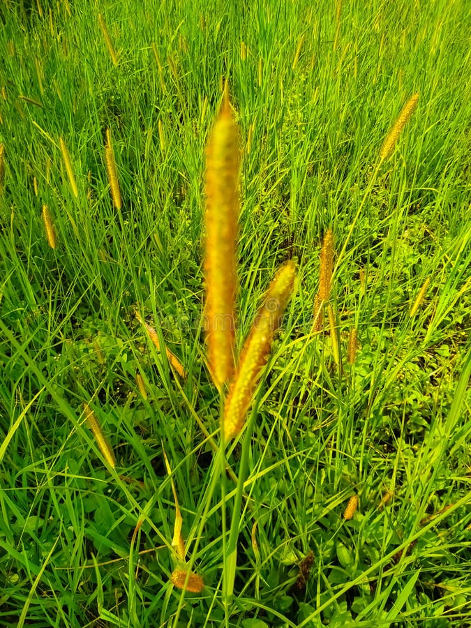 Reeds Flower in the Wind Green Leaf Natural Stock Photo - Image of ...