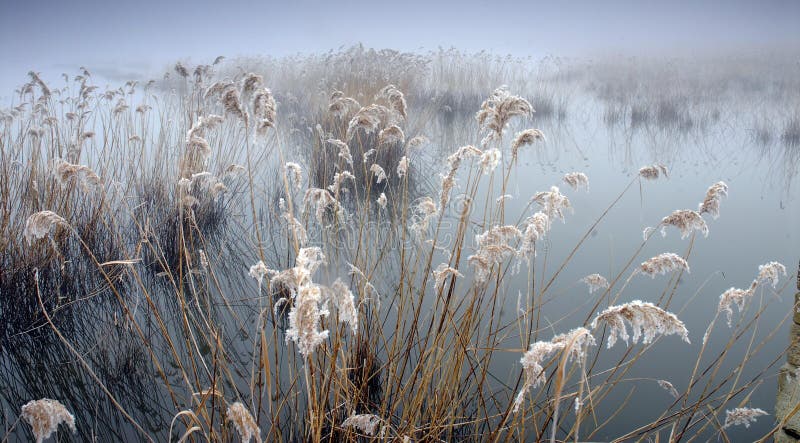 Reeds and Fog in a Freshwater Lagoon Stock Image - Image of people ...