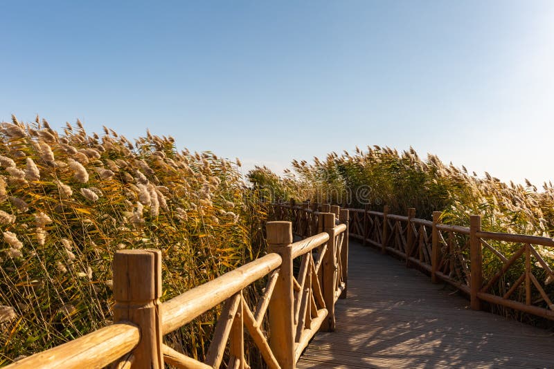 Footpath among Autumn Colors Stock Photo - Image of geology, natural ...