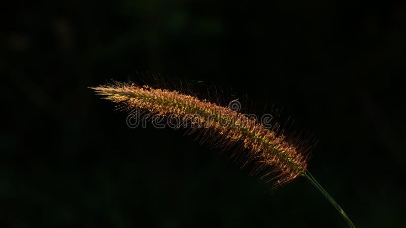Reeds grass stock image. Image of papyrus, grain, light - 68107683