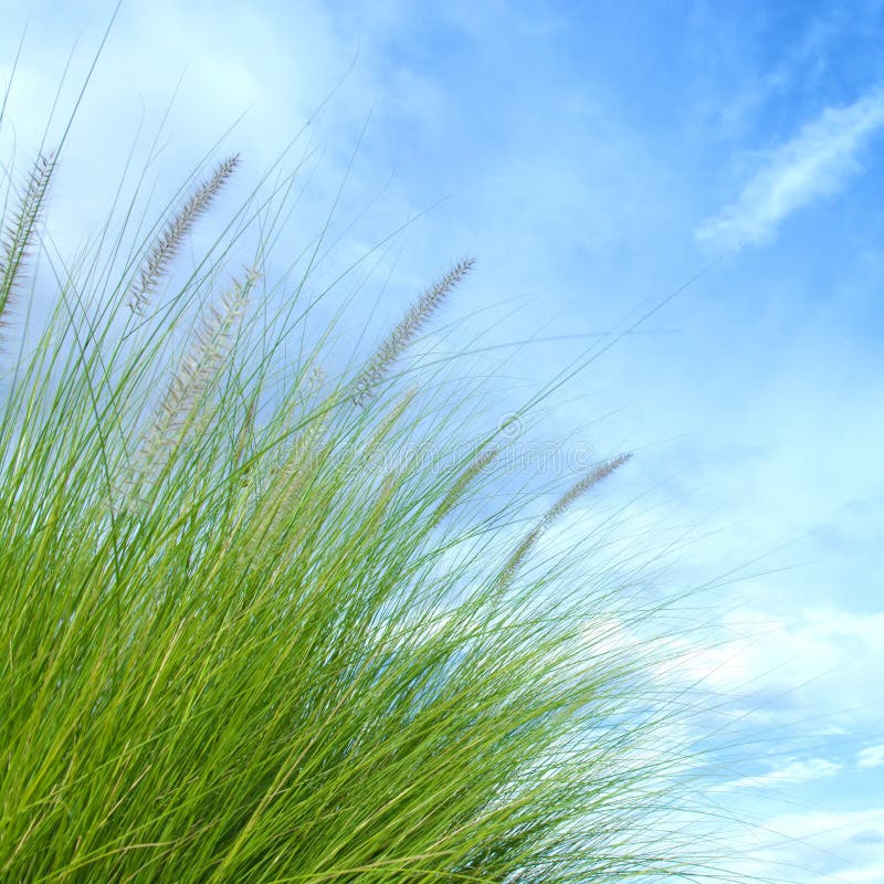 Reeds of grass stock image. Image of beautiful, tropical - 55851435