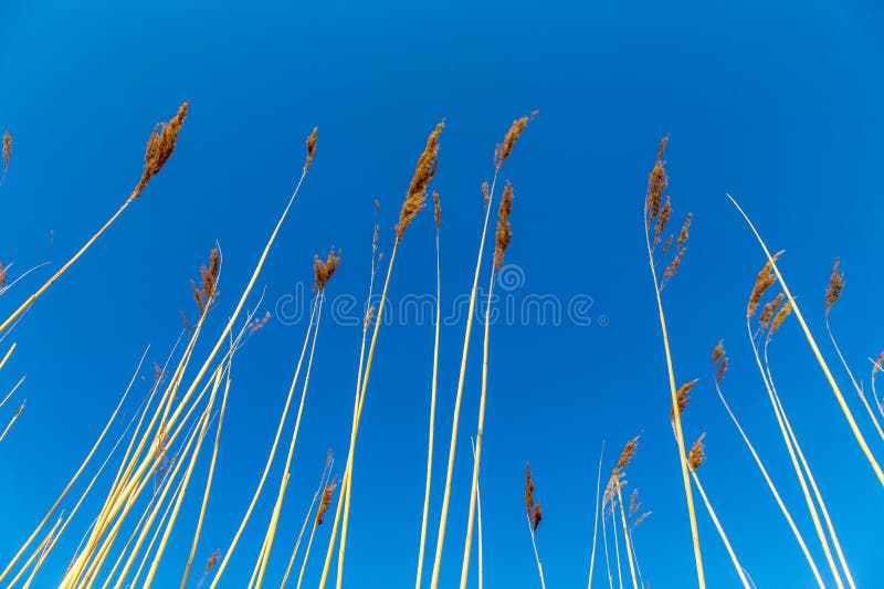 Reeds of Grass with Blue Sky Stock Image - Image of achterwasser ...