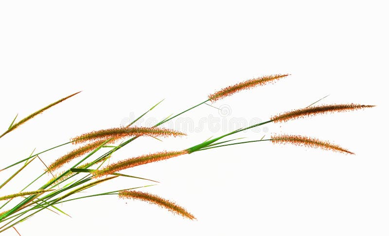 Plant reeds isolated stock photo. Image of brown, stalk - 34230846