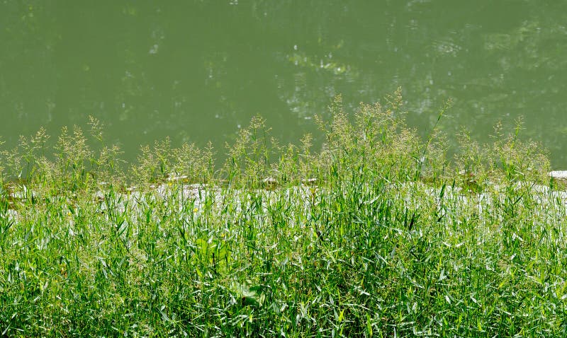 Reeds of grass stock image. Image of garden, march, herbal - 45672579