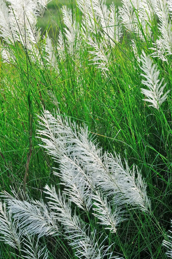 Reeds of grass stock image. Image of lawn, green, field - 43766879