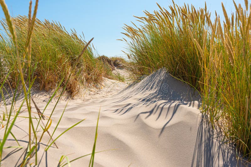 Reeds and Grass in the Sand by a Beach Stock Photo - Image of ...