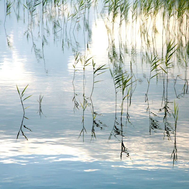 Reeds growing in the lake stock photo. Image of blue, clear - 3567130