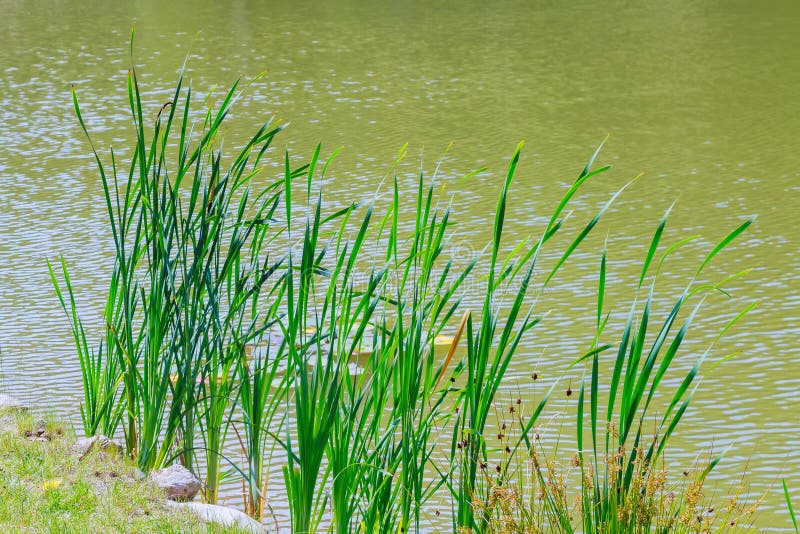 Reeds growing at the lake stock image. Image of pond - 82018369