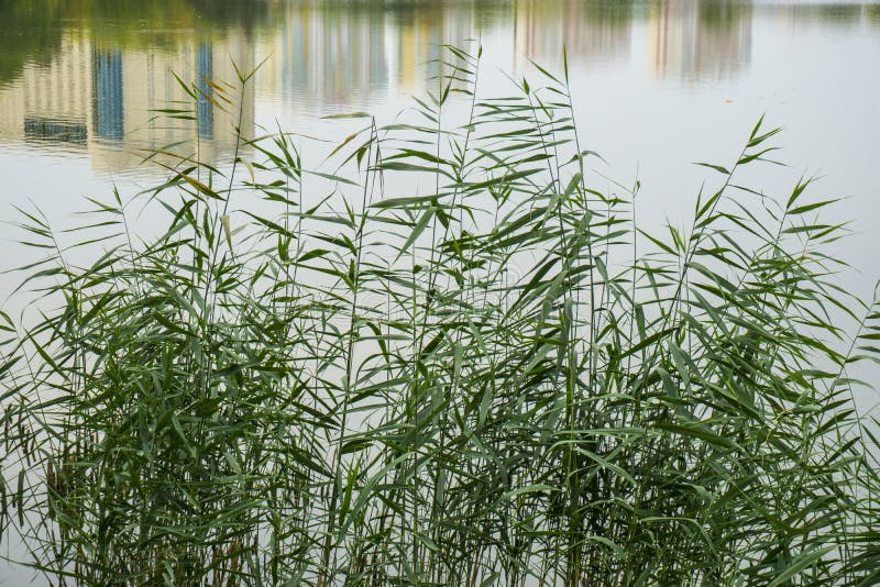 Reeds Growing at the Lake with Reflection of Buildings in the ...