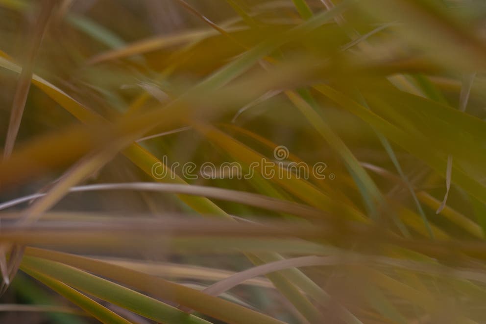 Reeds growing in marsh stock photo. Image of tangled - 127063954