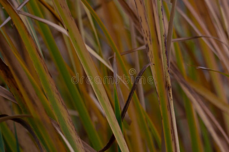 Reeds growing in marsh stock image. Image of green, plants - 127063971