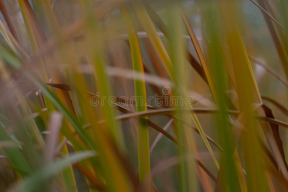 Reeds growing in marsh stock photo. Image of beautiful - 127063972