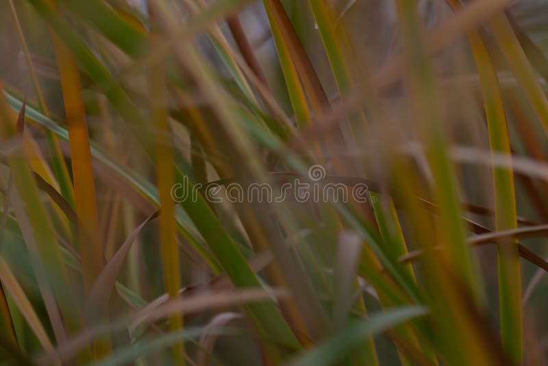 Reeds growing in marsh stock photo. Image of reeds, green - 127064018