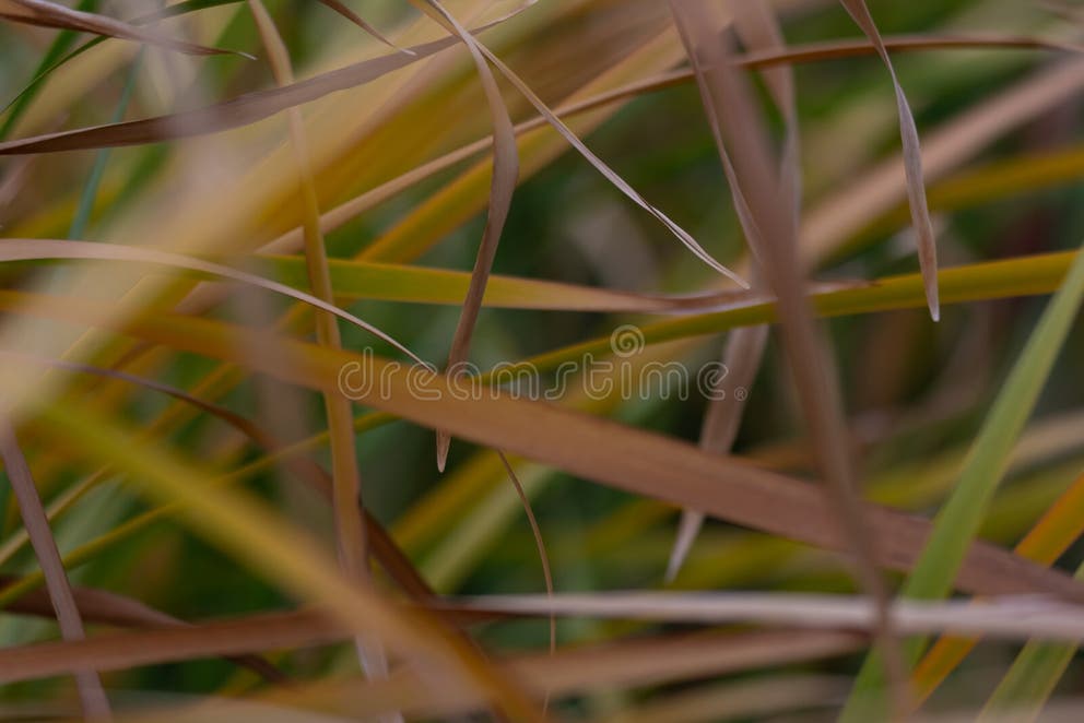 Reeds growing in marsh stock photo. Image of reeds, green - 127064018