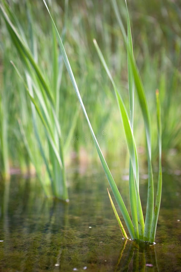 Reeds Growing In A Shallow River Stock Photo - Image of bush, green ...