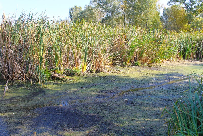 Reeds swamp stock image. Image of jungles, yellow, reeds - 13203171