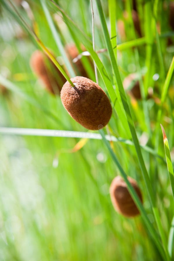 Reeds at the lake stock image. Image of green, vibrant - 10640185