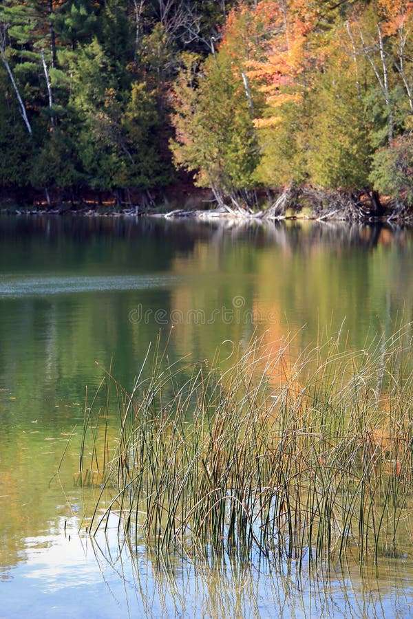 Reeds in Lake stock image. Image of landscape, lake, fall - 16605605