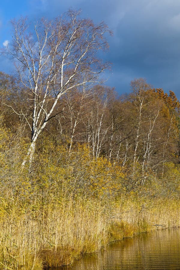 Reeds in the lake stock photo. Image of landscape, peaceful - 20798300