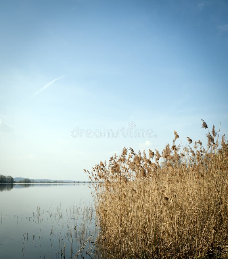 Reeds and the lake stock photo. Image of nature, water - 20812122