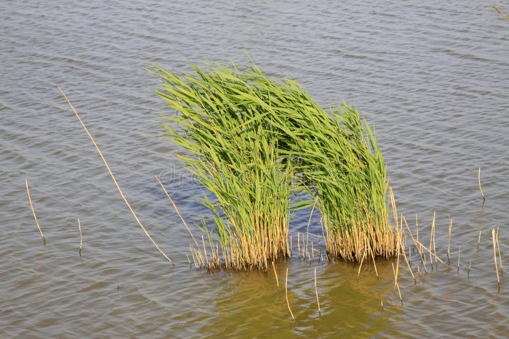 Reeds in the lake stock image. Image of lakes, nature - 369255645