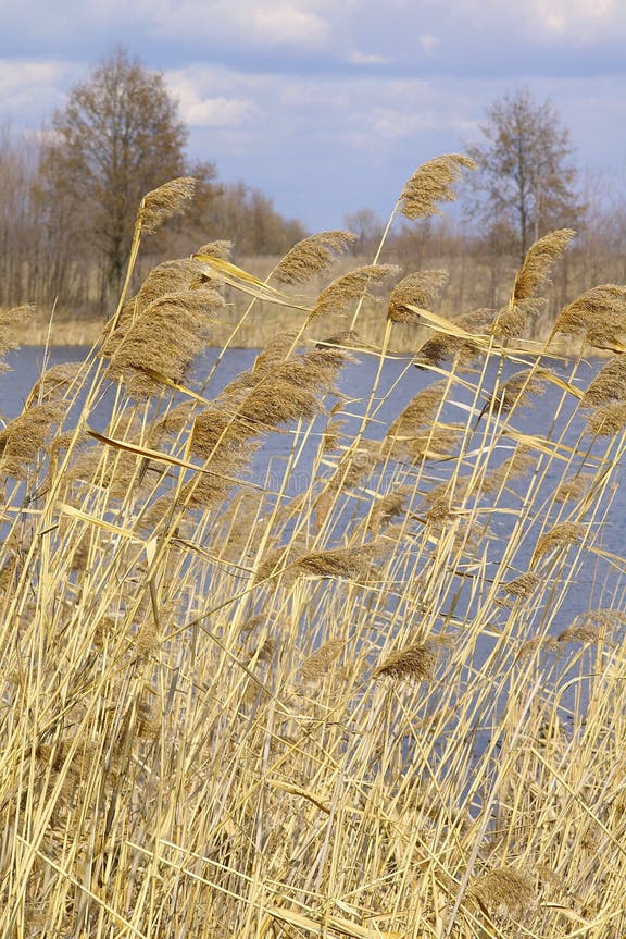 Reeds in the lake stock image. Image of color, edge, area - 4701627