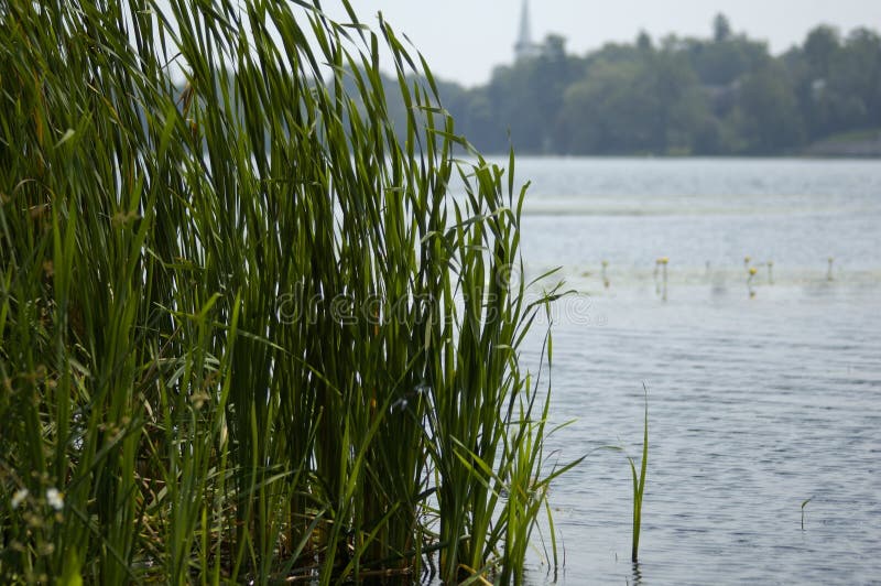 Reeds Free Stock Photos & Pictures, Reeds Royalty-Free and Public ...