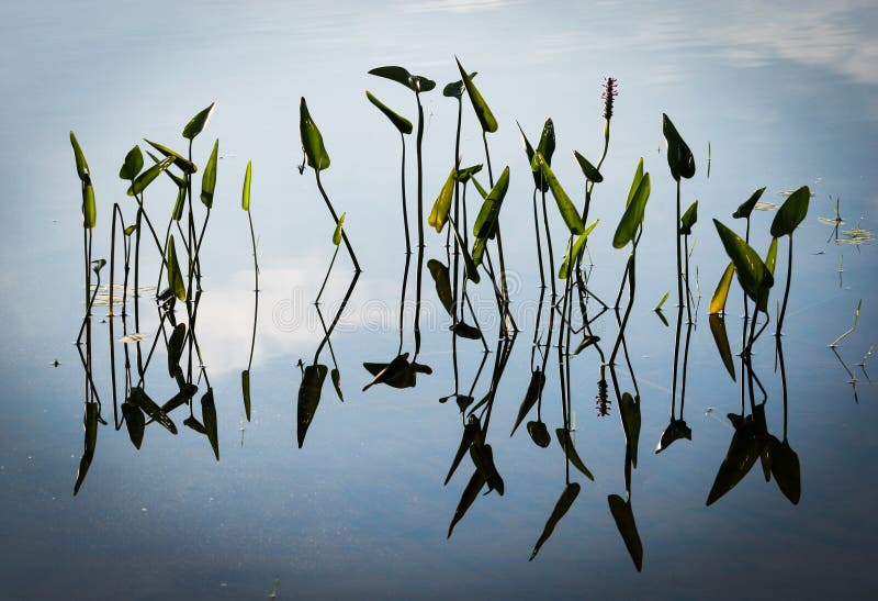 Reeds, Lake Arrowhead, Canada. 2005 Stock Photo - Image of reeds ...