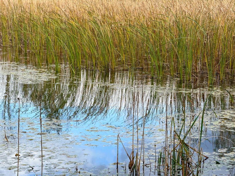Reeds on a Lake with Blue Water Stock Image - Image of grass ...