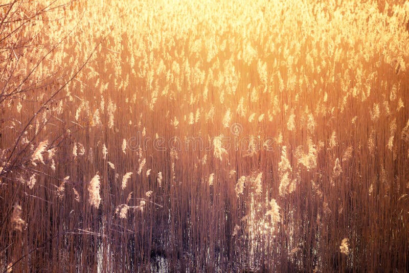 Reeds on lake stock image. Image of reeds, weeds, yellow - 35545759