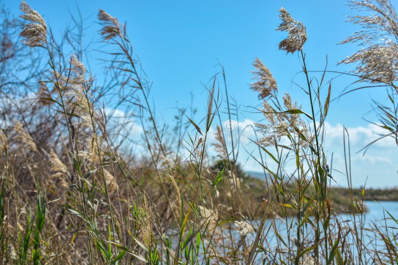 Reeds on Lake with Clear Blue Sky Stock Image - Image of summer ...