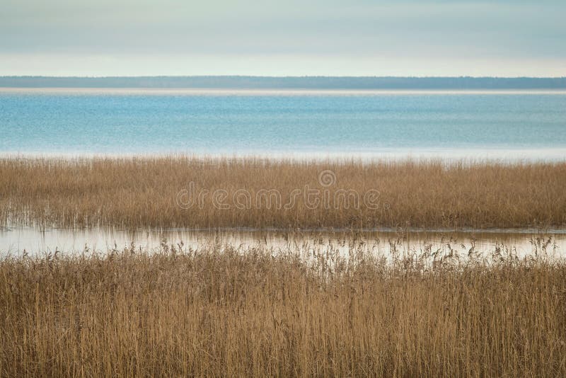 Water and reeds stock image. Image of liquid, blue, contrast - 64091811