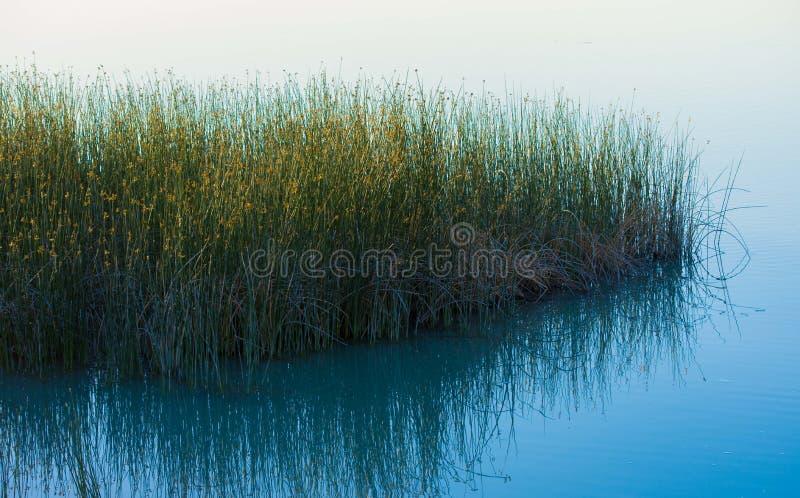 Reeds Lake stock photo. Image of fresh, calm, vegetation - 94940396