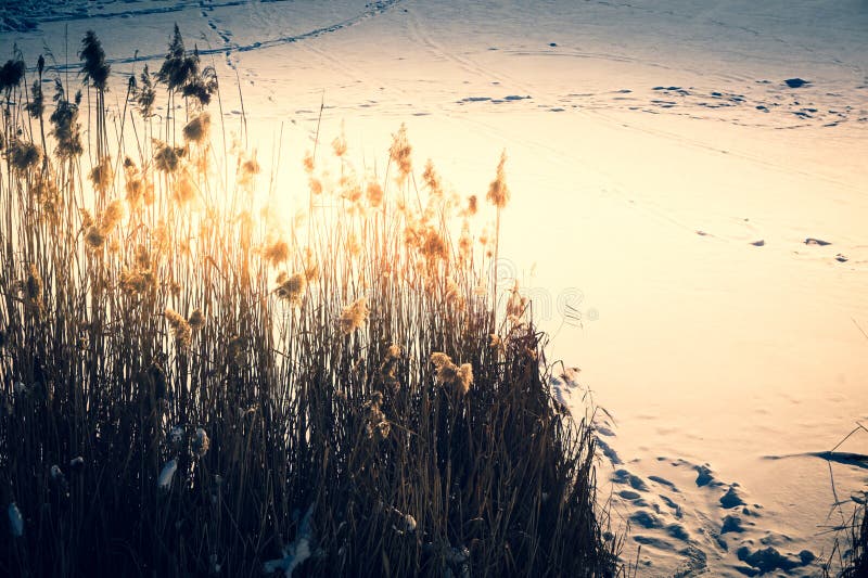 Reeds on Lake Edge in Winter Stock Image - Image of river, lake: 209576841