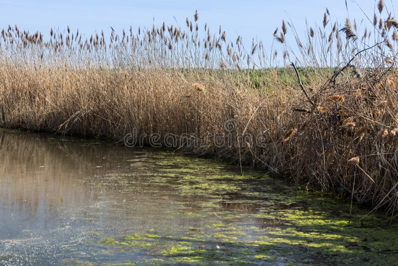 Reeds by the Lake Duck stock photo. Image of egret, duck - 70200216