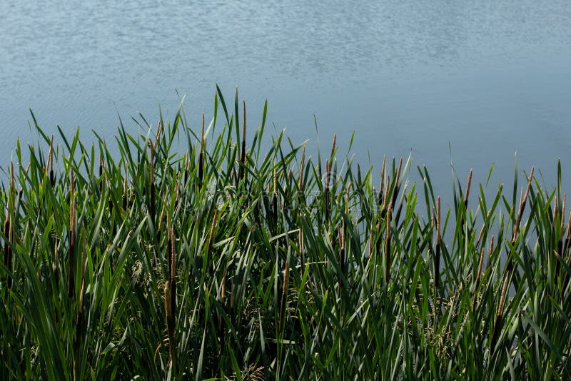 Reeds grow on the lake stock photo. Image of flora, nature - 124072500