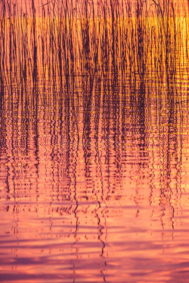 Reeds on lake stock image. Image of reeds, weeds, yellow - 35545759