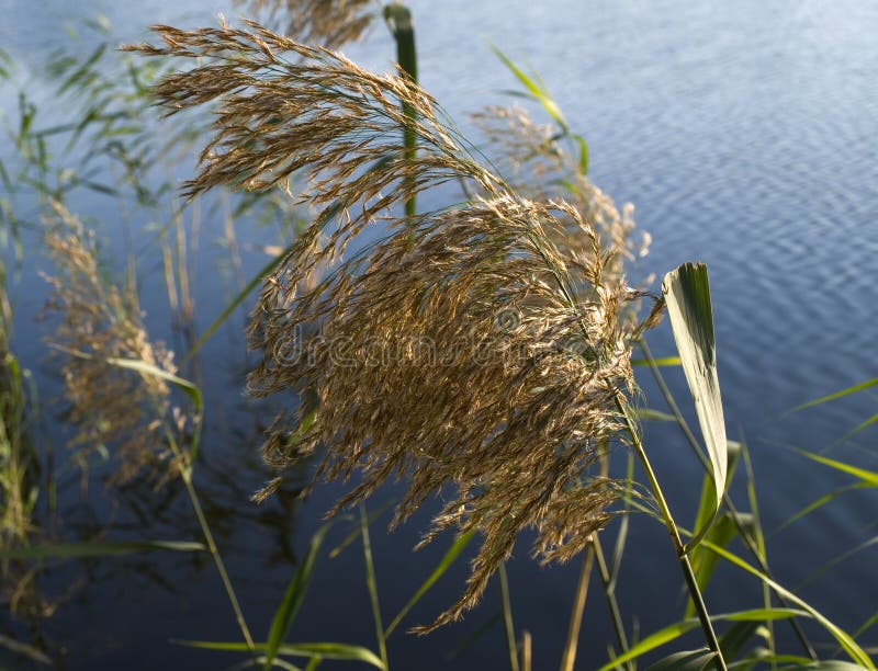 Reeds by the lake stock image. Image of spikelets, australis - 100859467