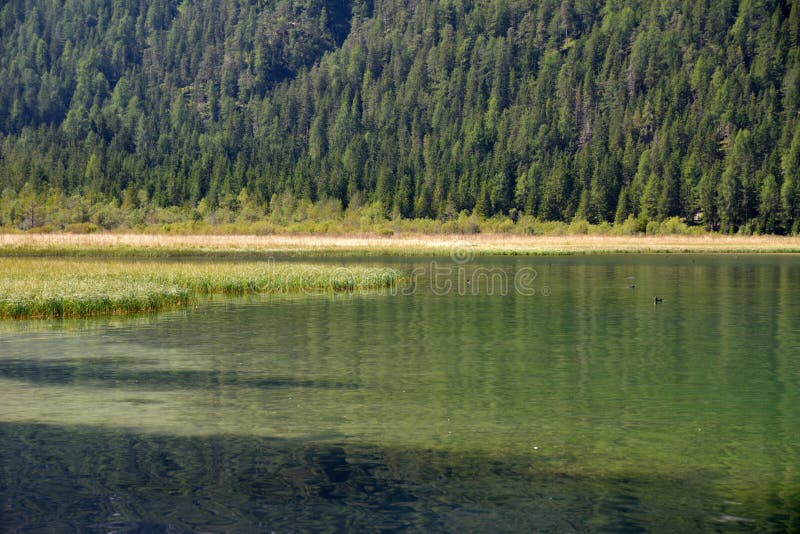 Reeds on the lake stock photo. Image of alpine, italy - 230191628
