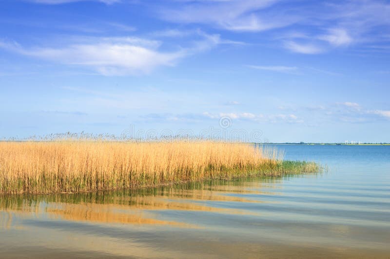 Reeds on lake shore stock photo. Image of lakefront, vegetation - 14735898