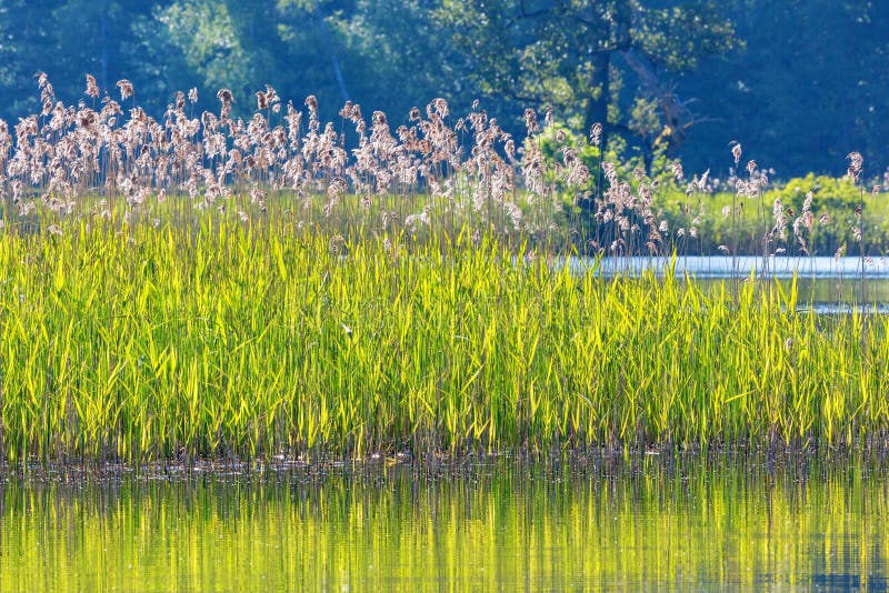 The Green Reeds in the Lake. Stock Image - Image of white, summer: 74946943