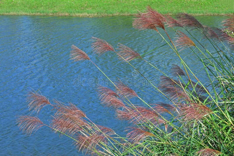 Reeds on the lakeside stock photo. Image of clear, environment - 163705768