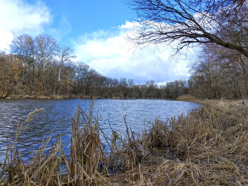Reeds on the Lake in Spring. Stock Photo - Image of light, blowing ...