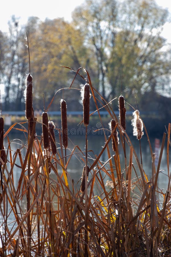 Reeds on the Lake in the Sun Stock Image - Image of beautiful, reeds ...