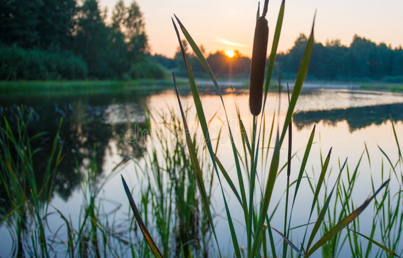 Reeds in lake at sunset stock photo. Image of sunset - 56070358