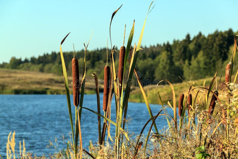Reeds on the lake stock image. Image of cloud, reed, nature - 65190913