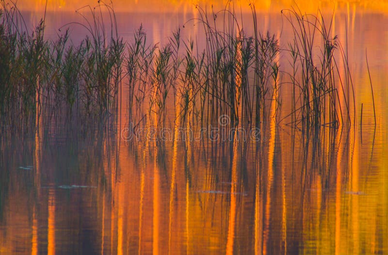 Reeds in lake at sunset stock photo. Image of sunset - 56070358